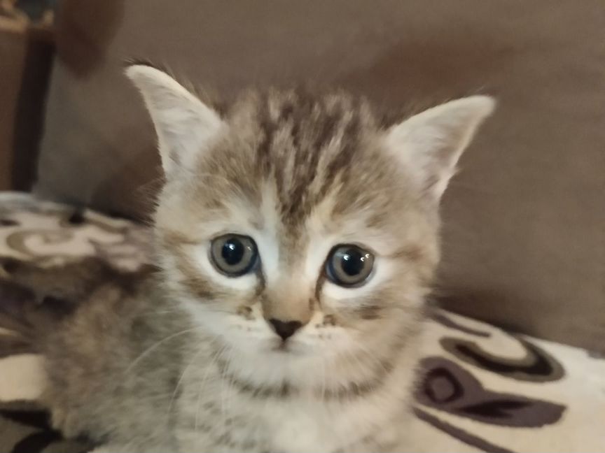 Мраморная девочка