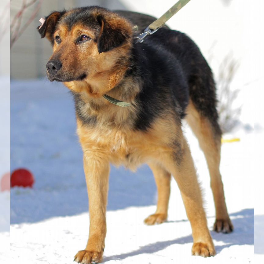 Взрослый пёс в добрые руки