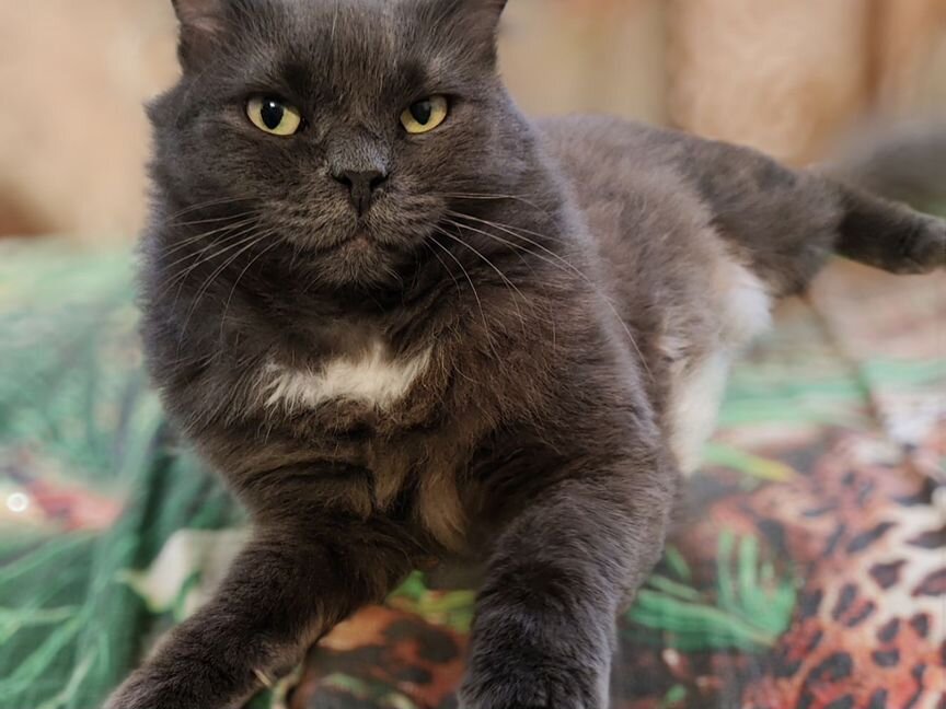 В добрые руки