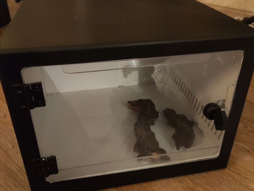 Террариум для эублефара