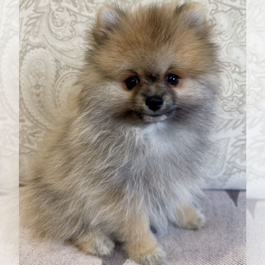 Померанский шпиц медвежьего типа