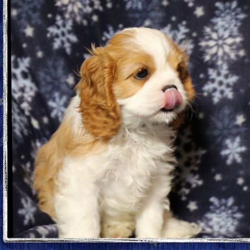 Кавалер кинг-чарльз-спаниель, щенок