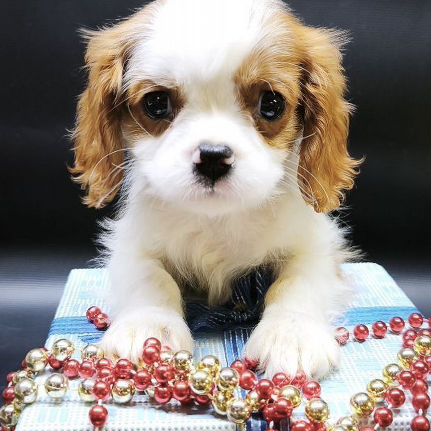 Кавалер кинг-чарльз-спаниель, щенок