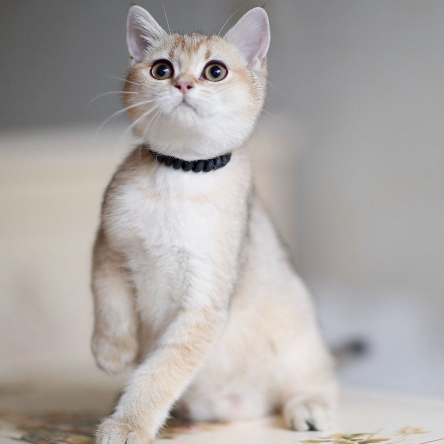 Шотландский прямоухий короткошёрстный котёнок