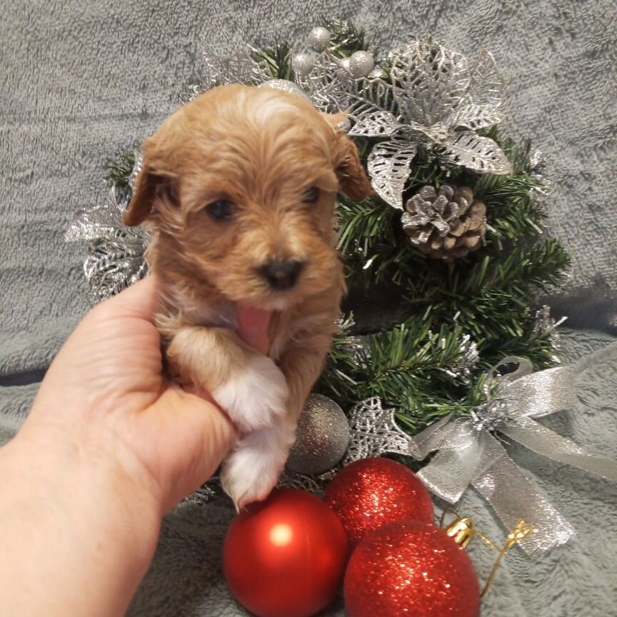 Мальтипу, щенок