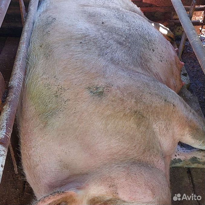 Поросята кб