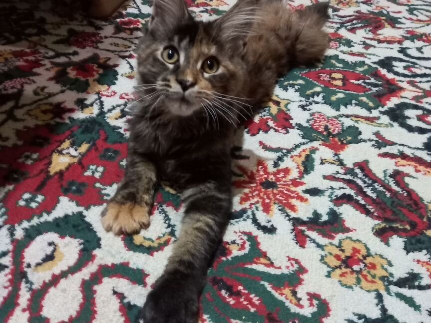 Мейн-кун девочка