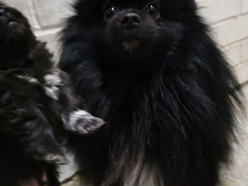 Щенки Пекинеса и Шпица