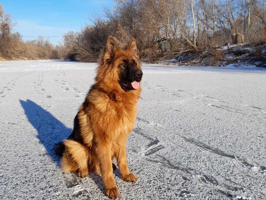 Немецкая овчарка вязка