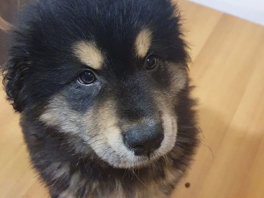 Щенок в добрые руки бесплатно