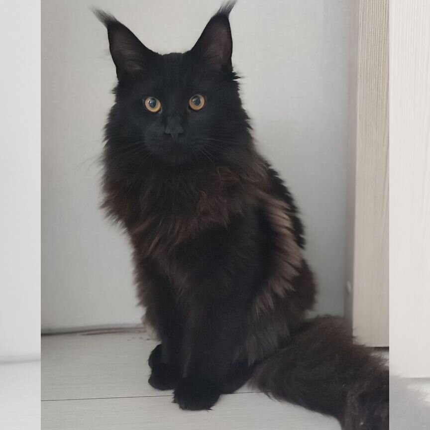 Мейн-кун котёнок