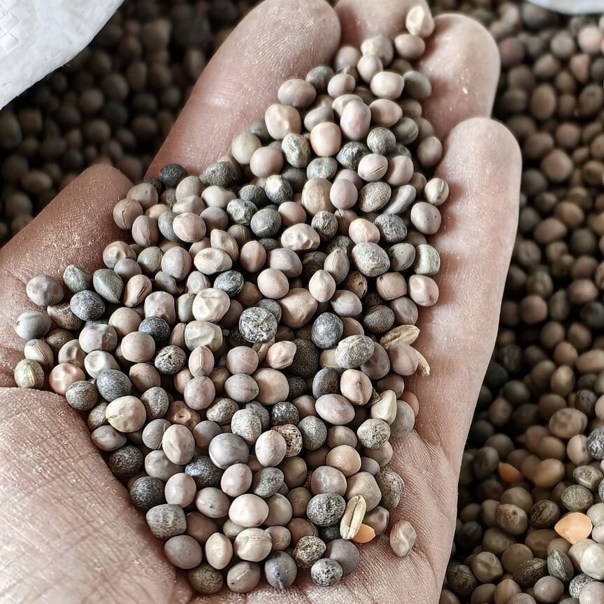 Комбикорм ячмень овес пшеница