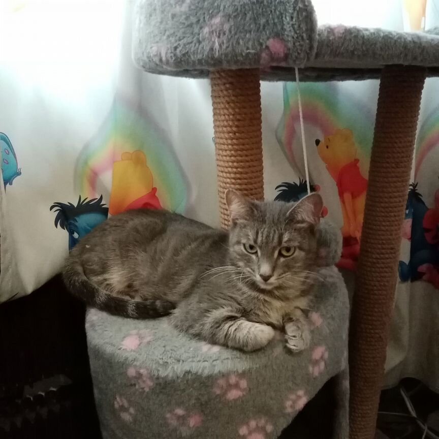 Кошка Мышка ищет дом