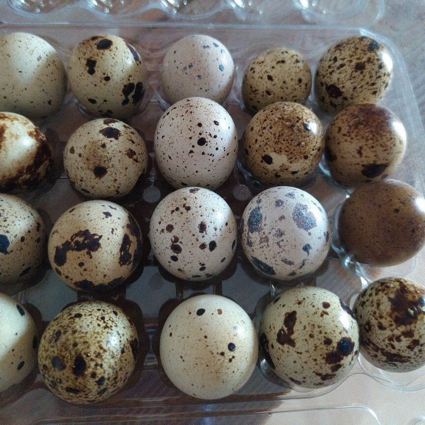 Инкубационное яйцо перепелок