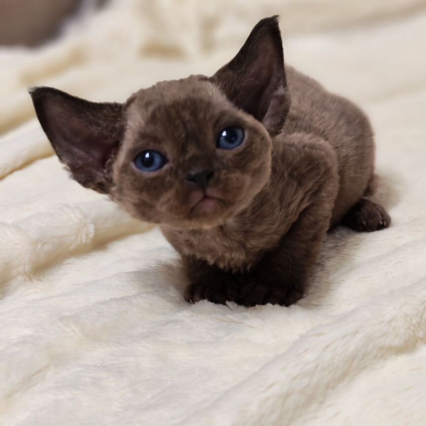 Девон-рекс котёнок