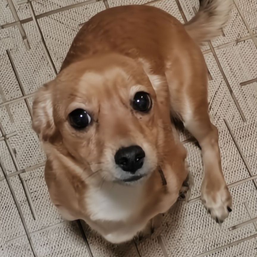 Взрослая собака в добрые руки