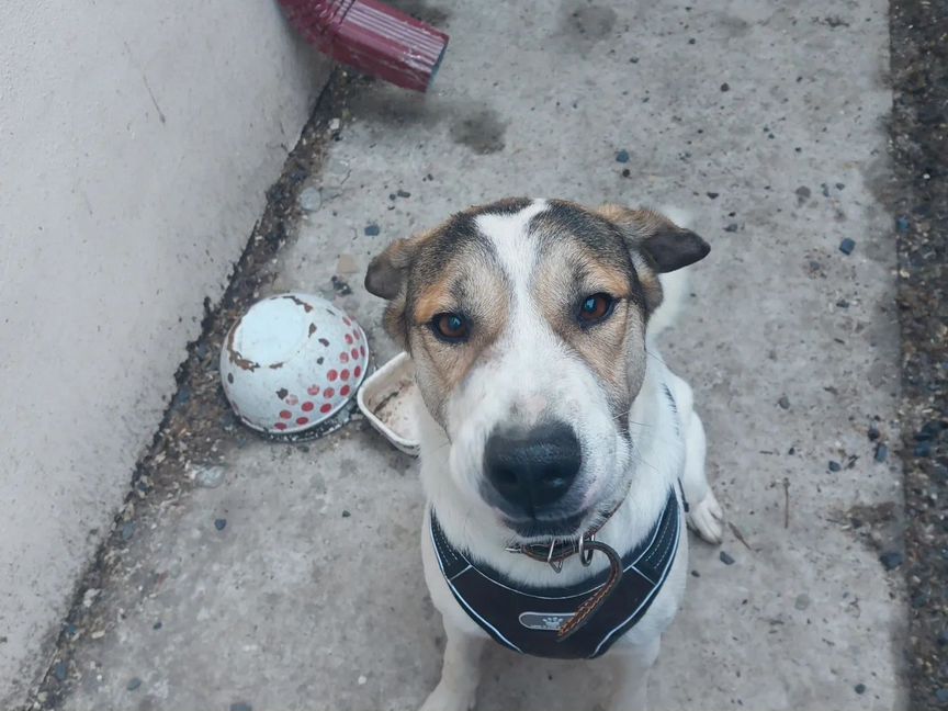 Собака в добрые руки отдам бесплатно