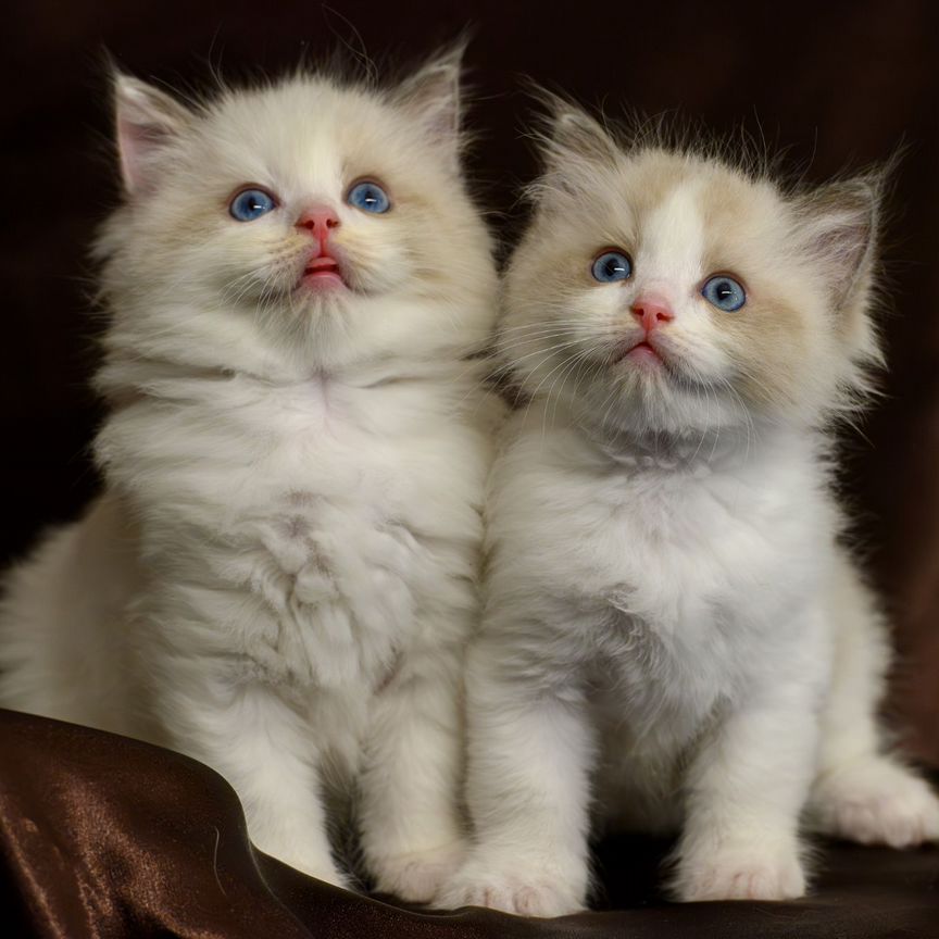 Котята Регдолл