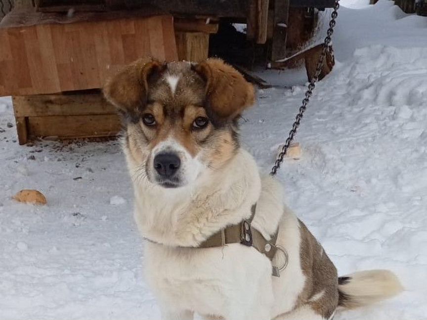 Собака бесплатно