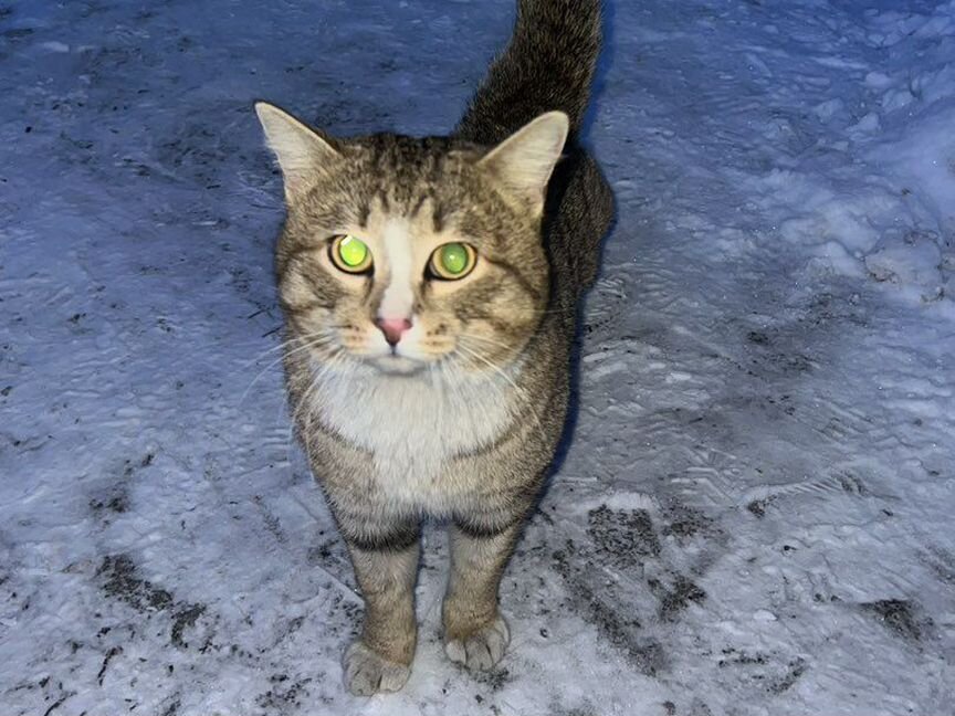 Найдена кошка