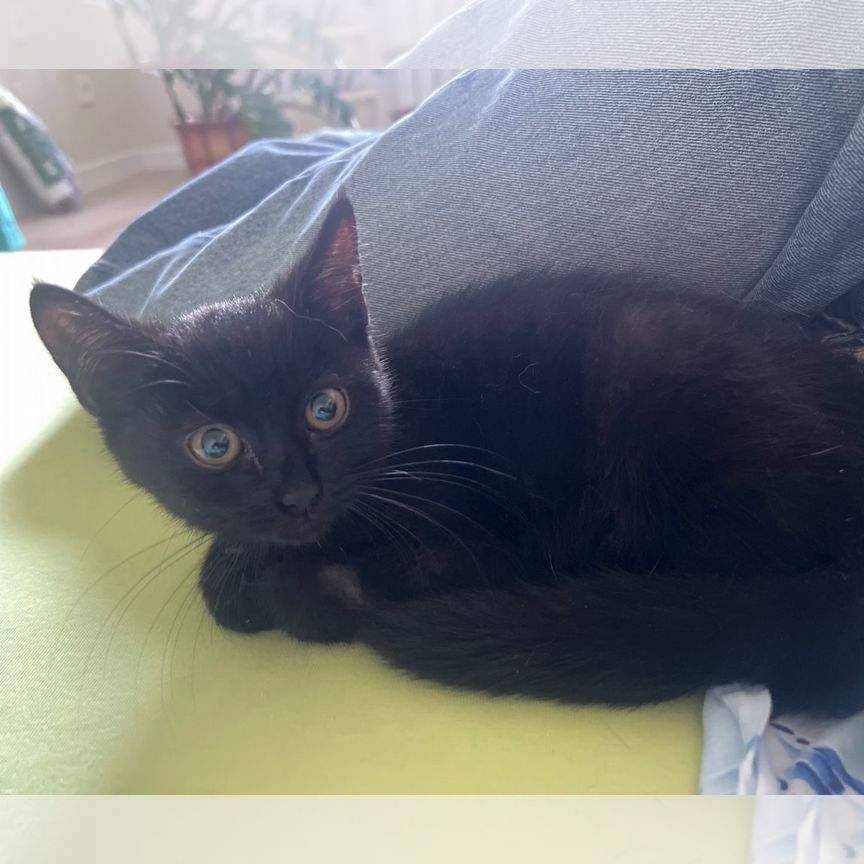 Котенок в добрые руки