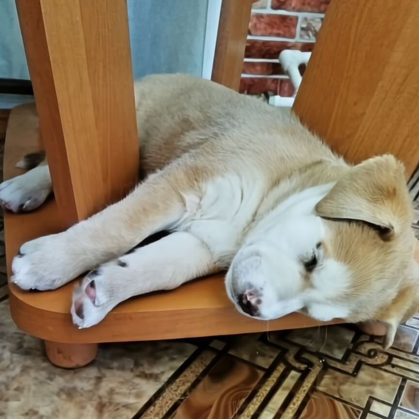 Бигль, щенок