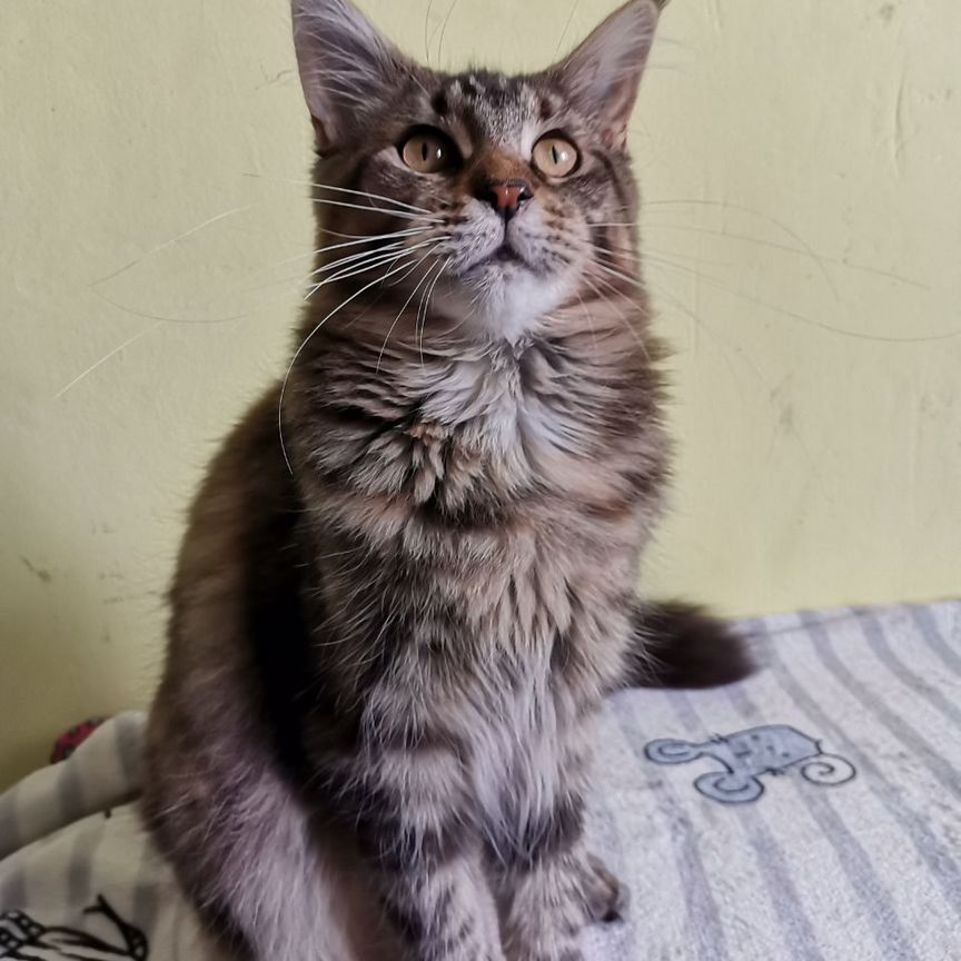 Кошки мейн-кун бесплатно