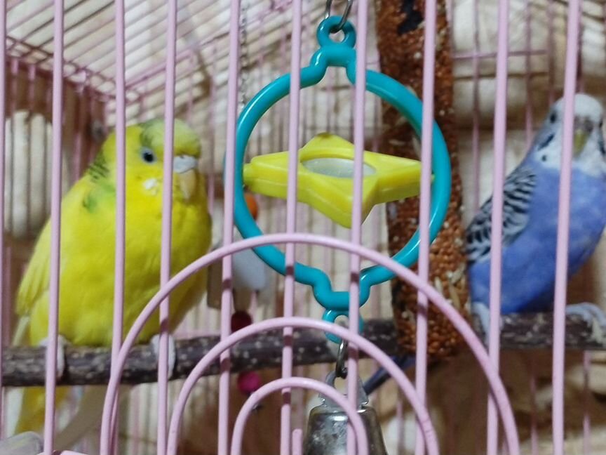 Волнистый попугай