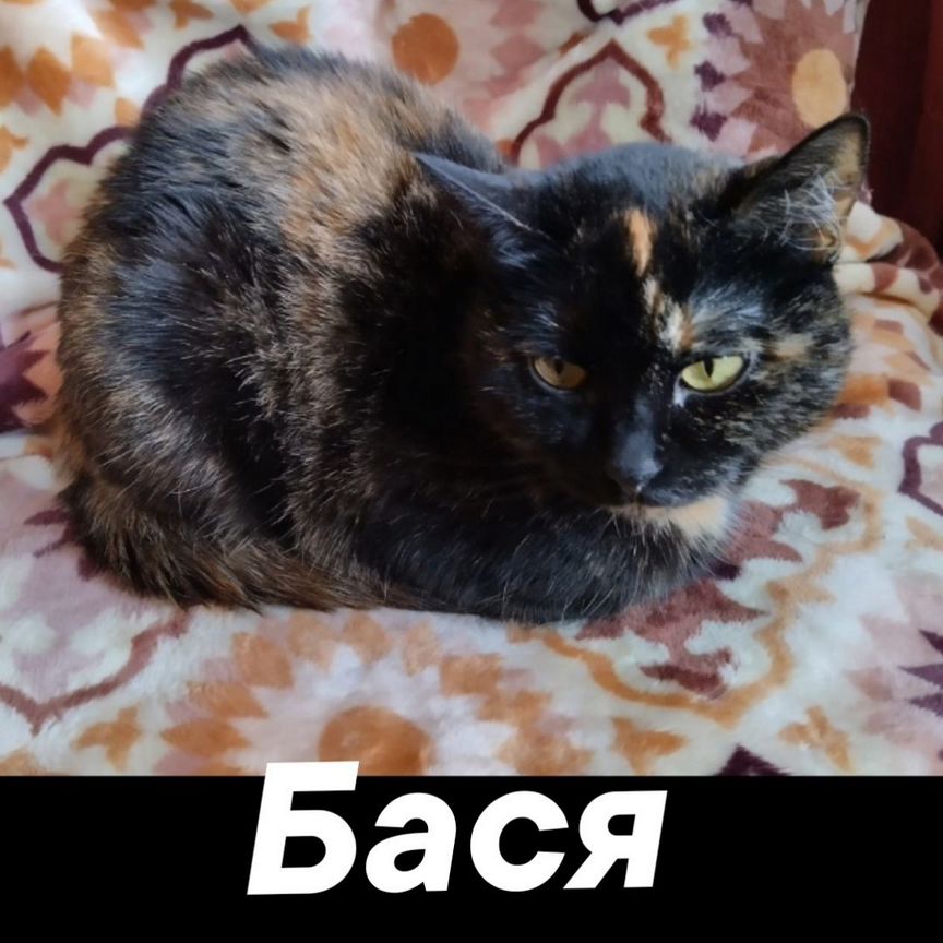 Кошка Бася 4-5 лет
