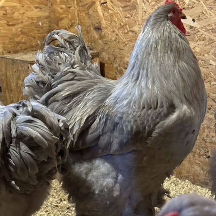 Петухи Брама, лаванда