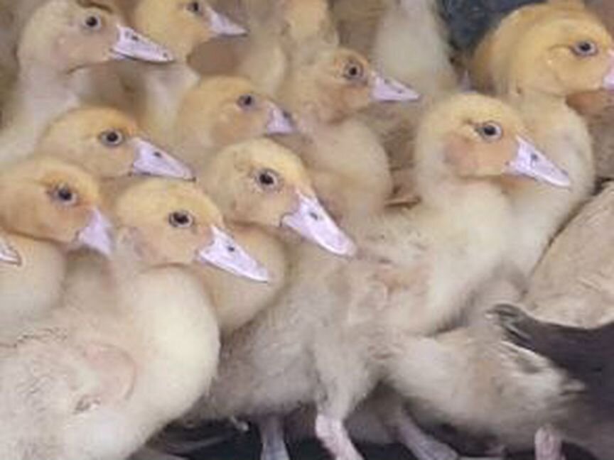 Индоутята двухнедельные