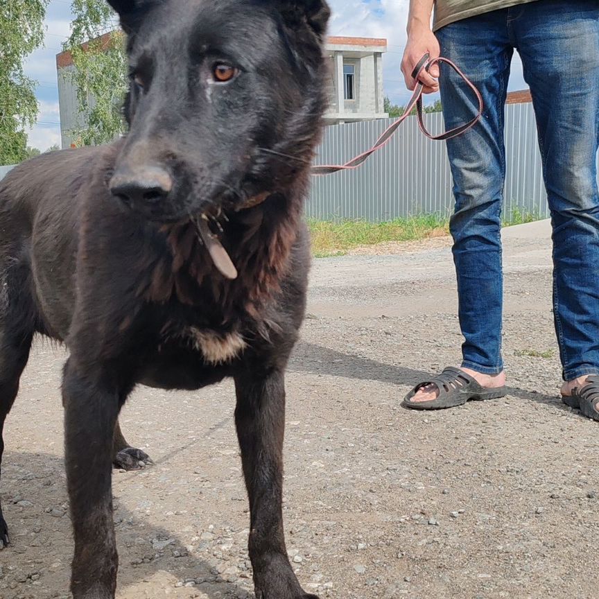 Брэк, метис овчарки
