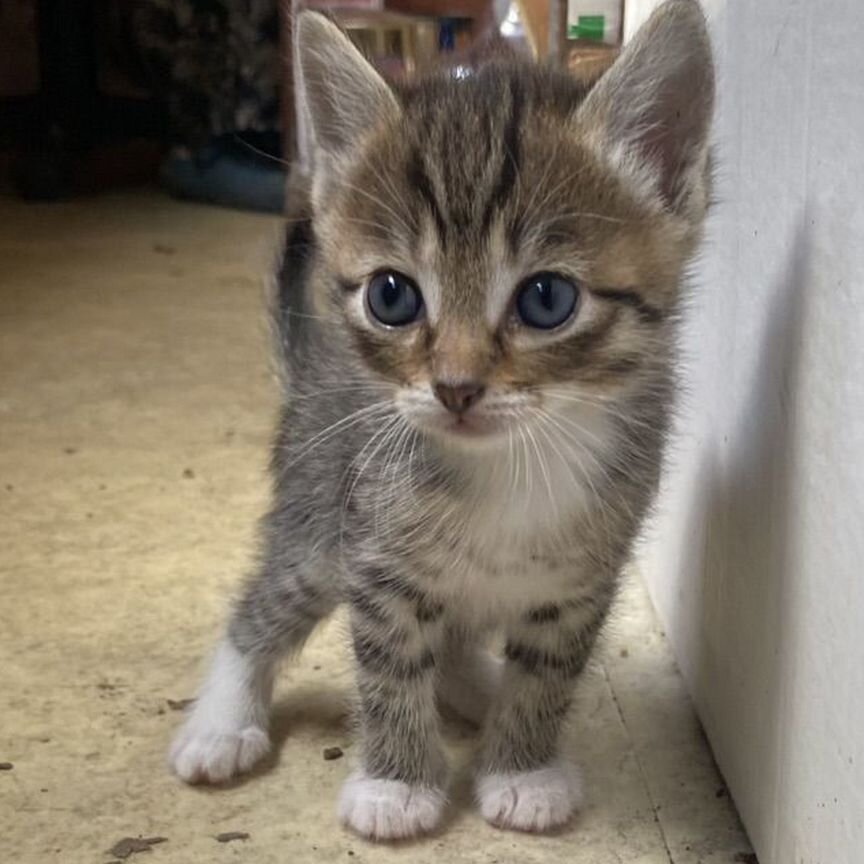 Котята в добрые руки 1 месяц