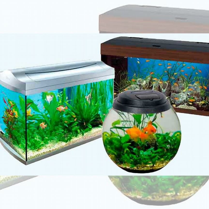 Аквариумистика