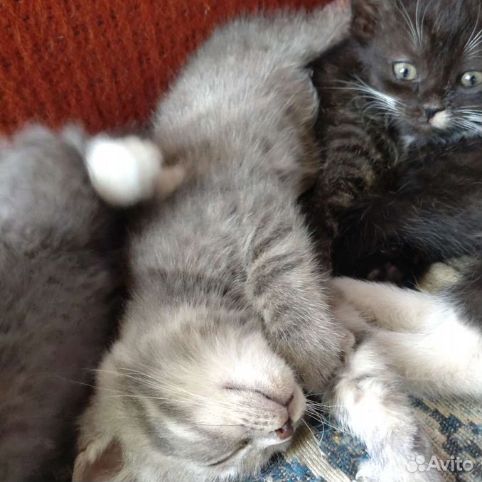 Котята полу-британцы 3 мес