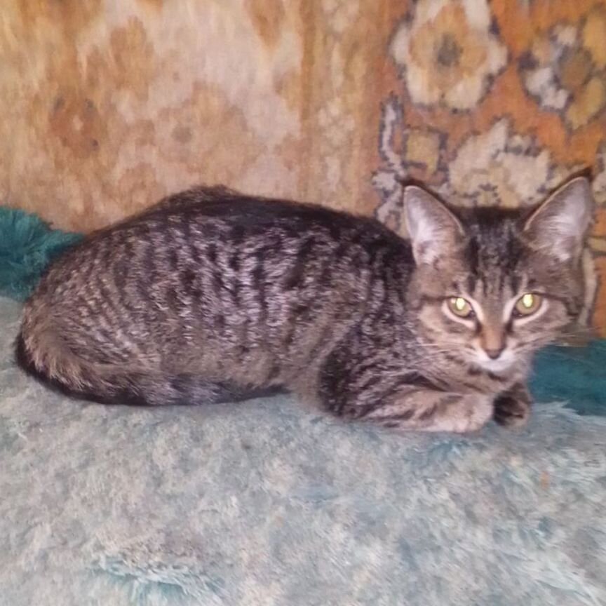 Бенгальская, взрослая кошка