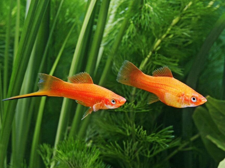 Аквариумные рыбки