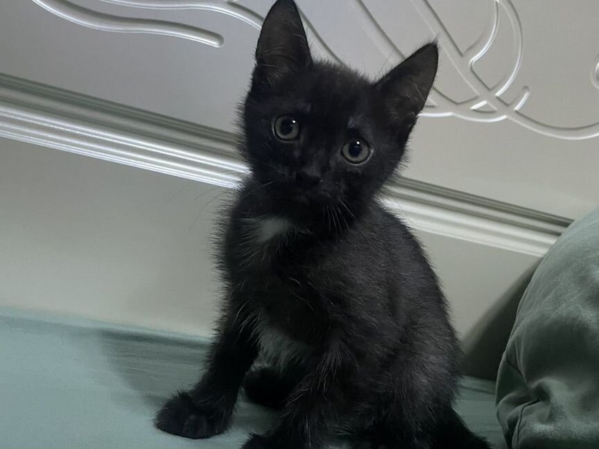 Кошечка