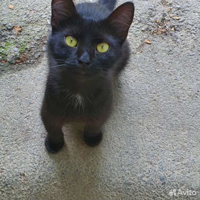 Бездомный котенок-девочка