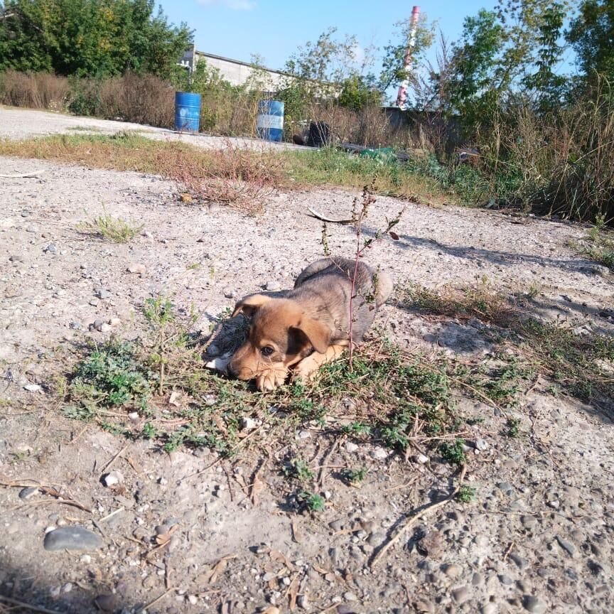 Щенки бесплатно