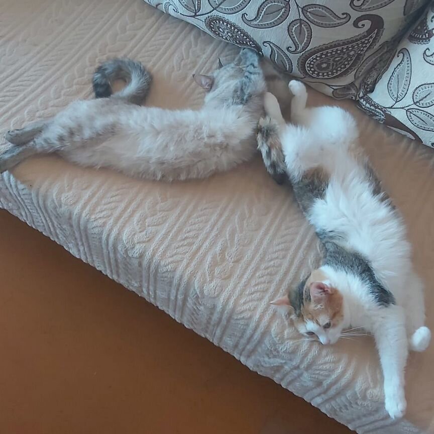 Отдам кошек в добрые руки