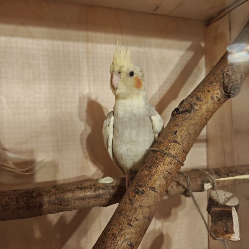 Попугай корелла птенец