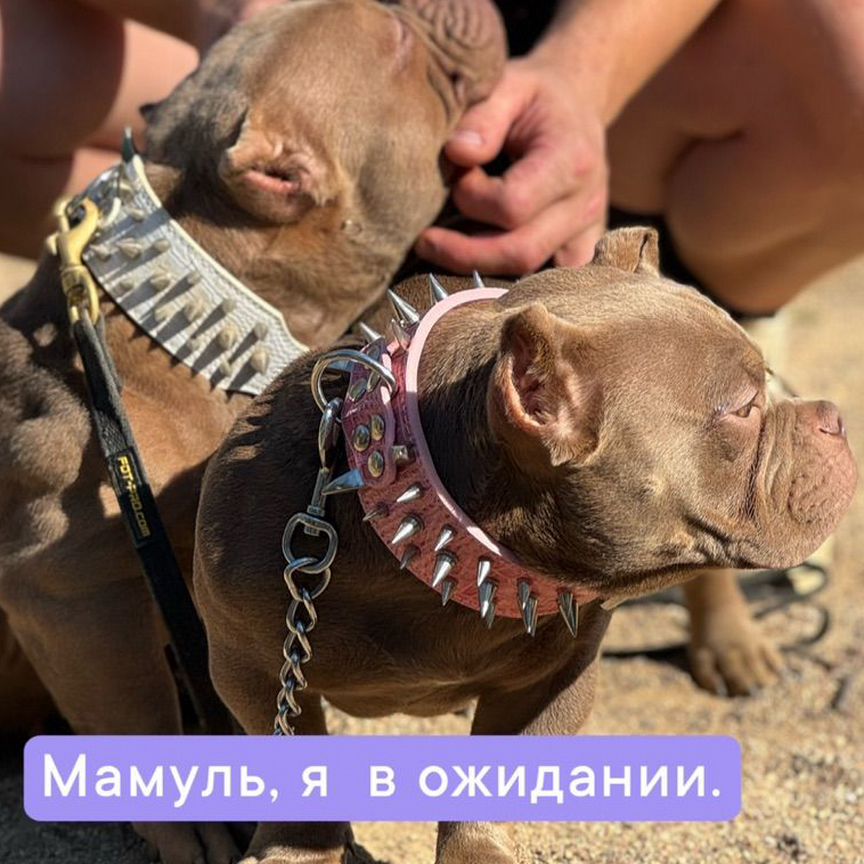 Американский булли девочка элитных кровей