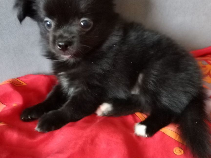 Чихуахуа щеночек