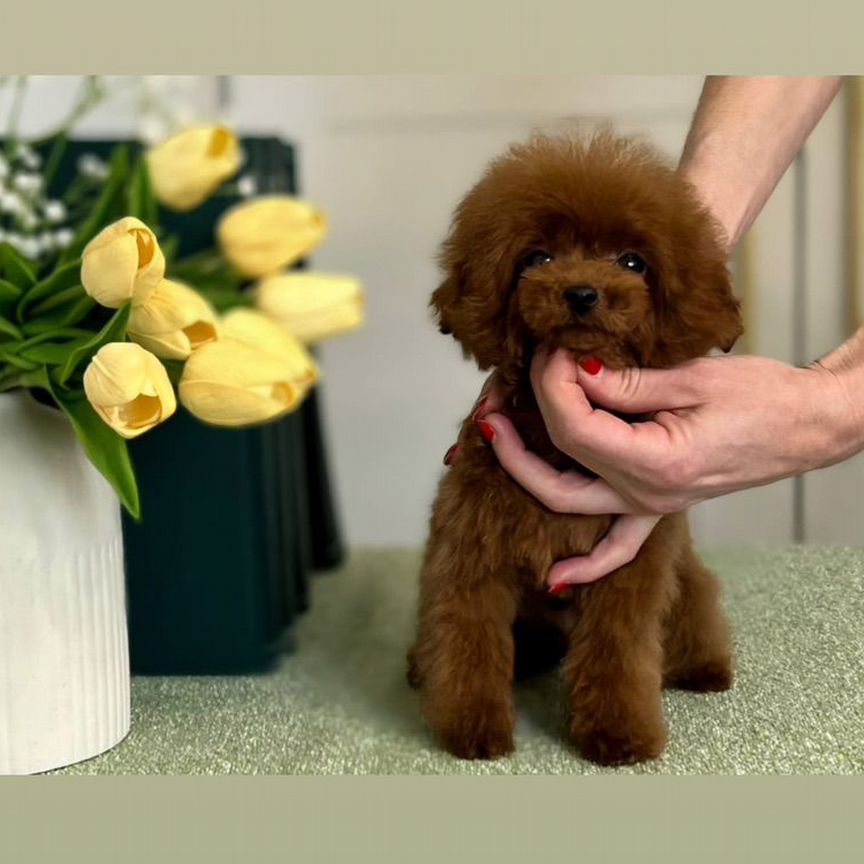 Тедди тикап мальчик китай