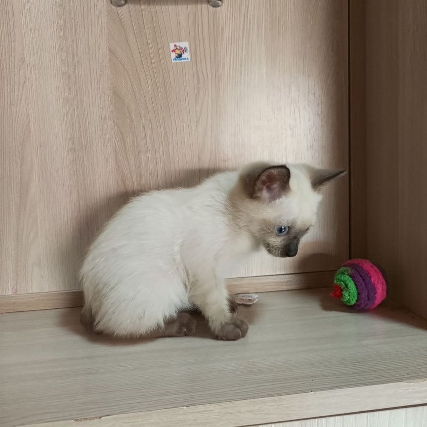 Меконгский бобтейл