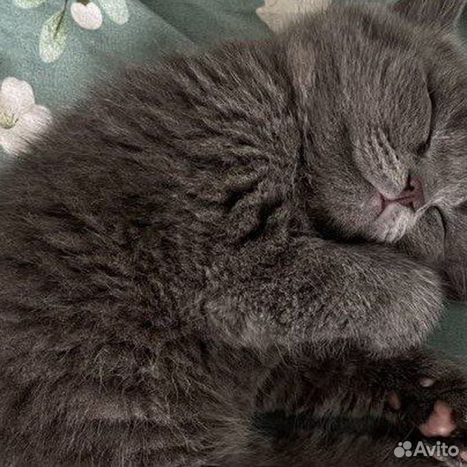 Британский котик. С подарками