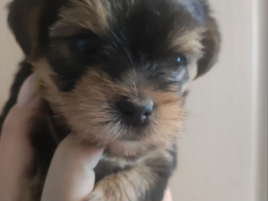 Йоркширский терьер