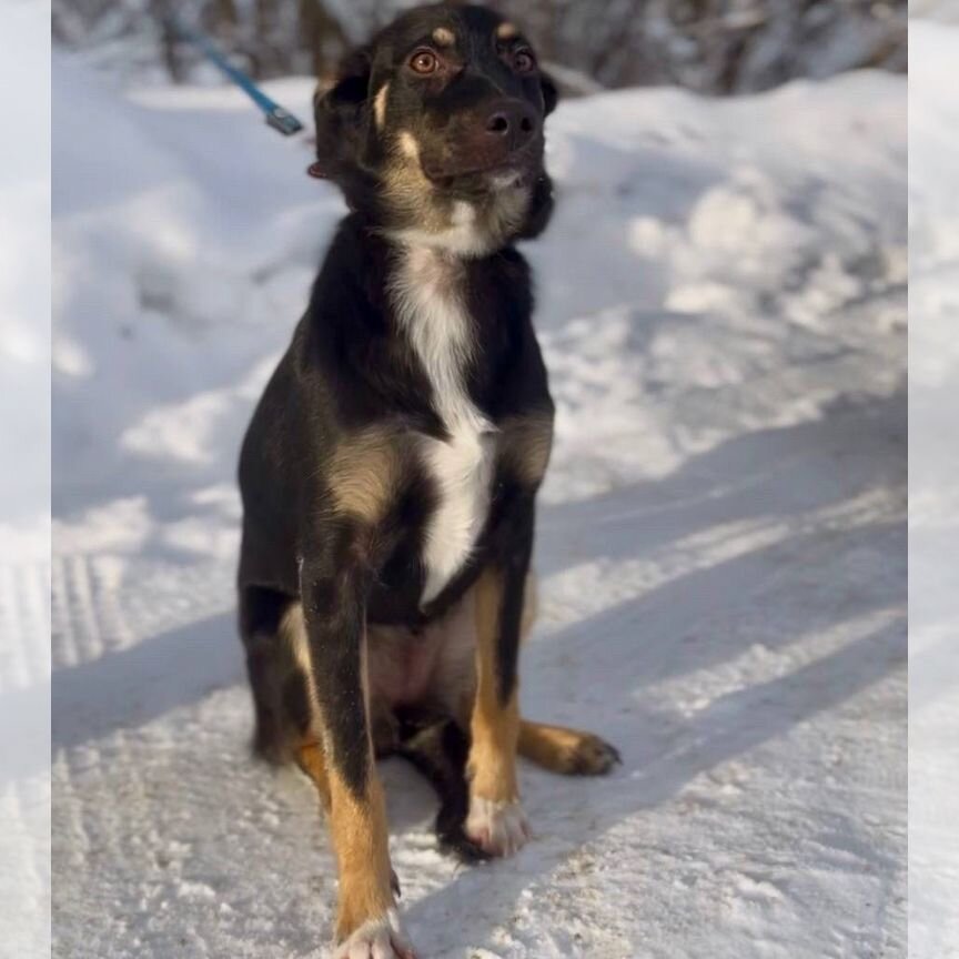 Щенок в добрые руки