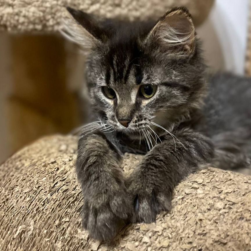 Котёнок от частного владельца